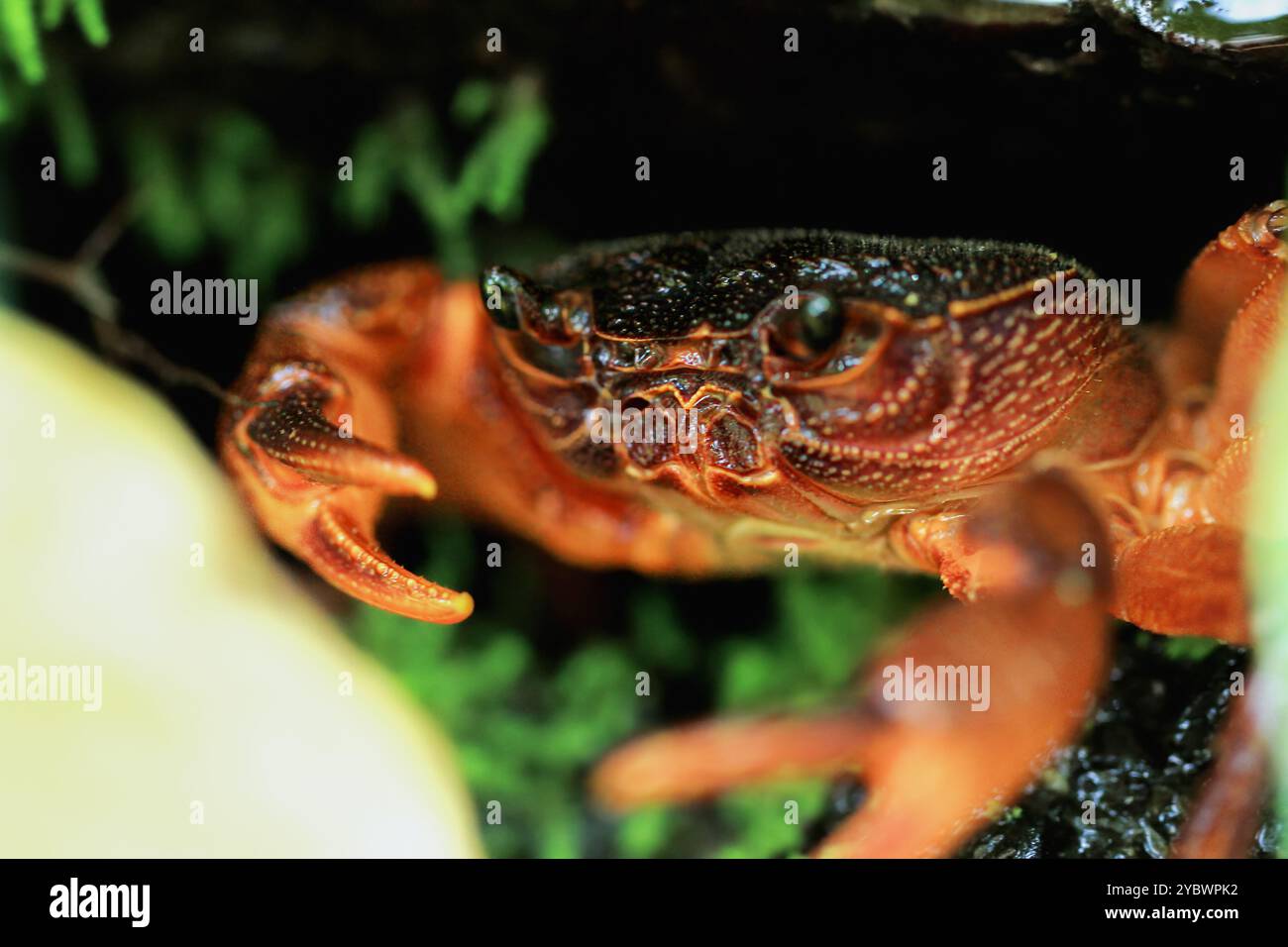 A macro photograph of a Rathbun's freshwater crab's face, showcasing its intricate details and ...