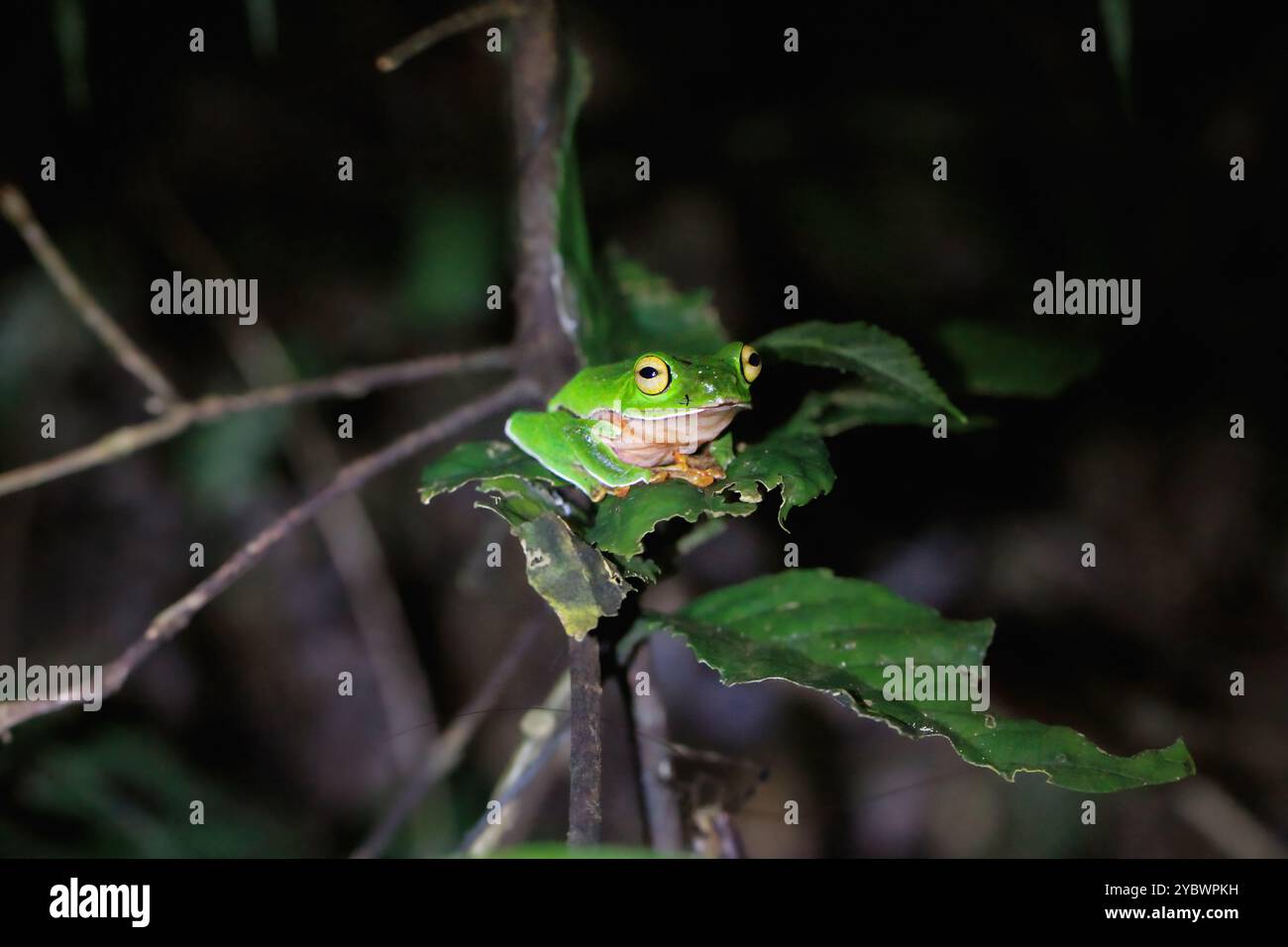 Frog yellow black red belly hi-res stock photography and images - Alamy