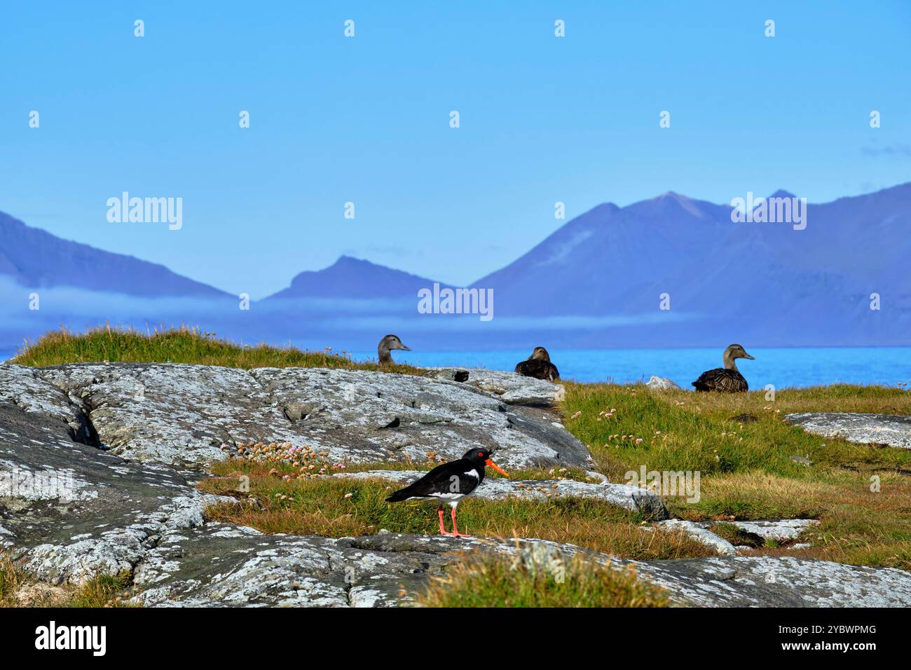 Iceland, Austurland region, Hvalnes peninsula, Lónsvík beach and ...