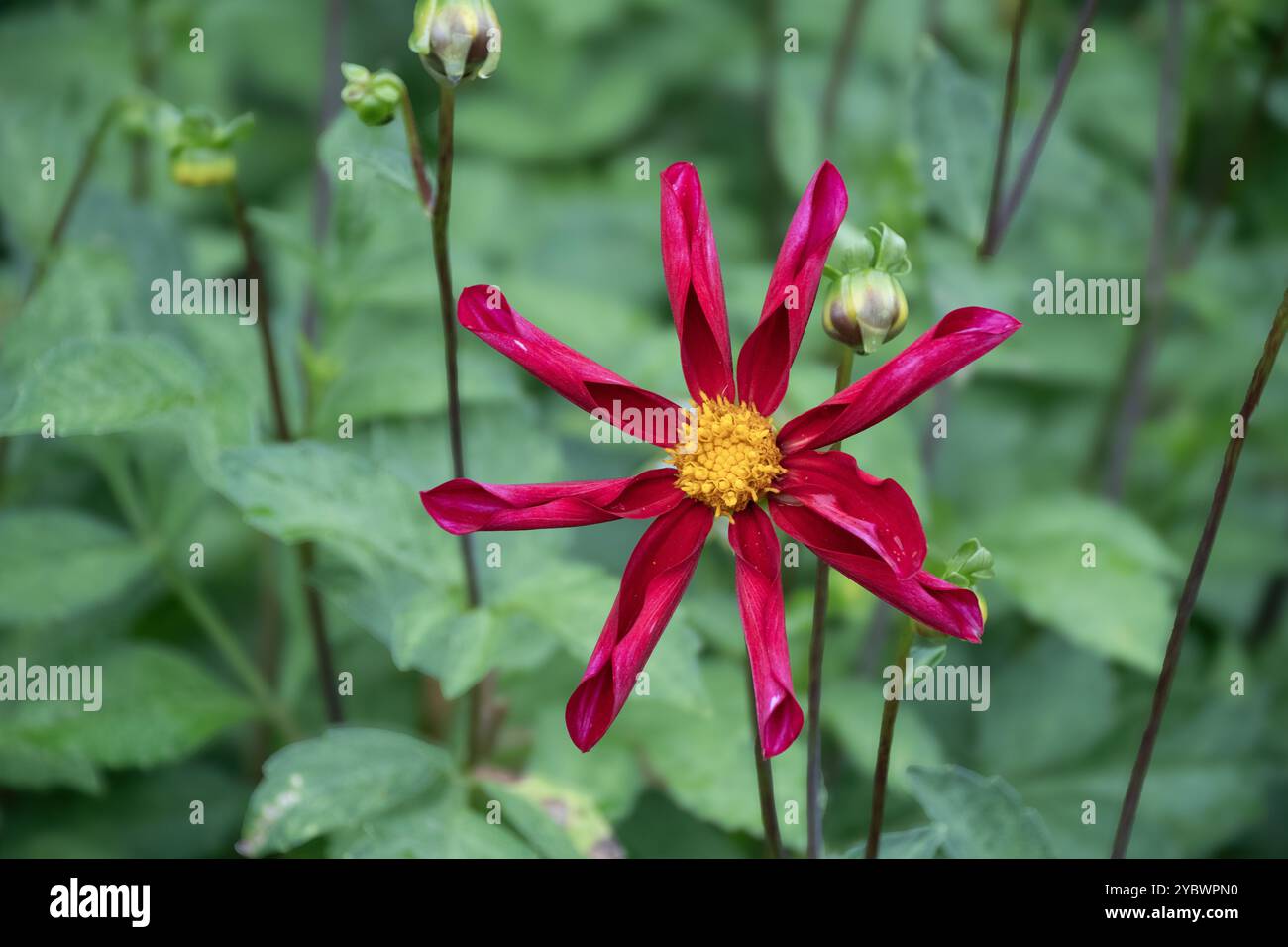 Orchid dahlia bright pink Stock Photo - Alamy
