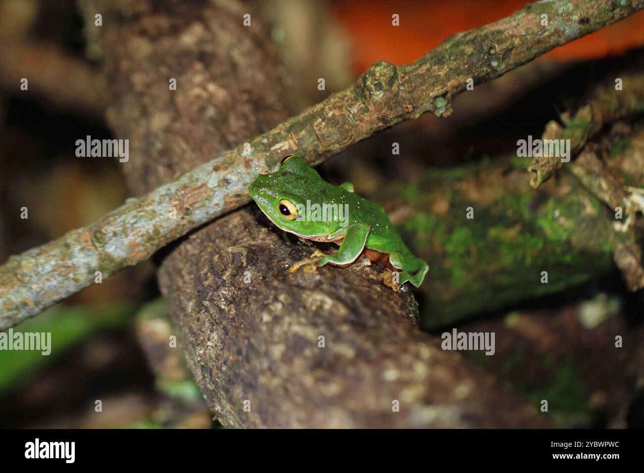 A vibrant green Taipei tree frog is perfectly camouflaged on a tree ...