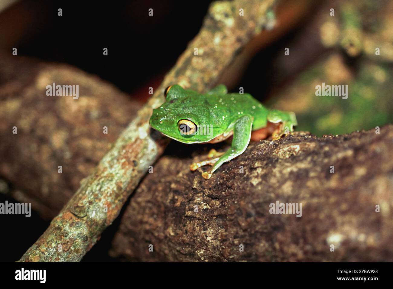 A vibrant green Taipei tree frog is perfectly camouflaged on a tree ...