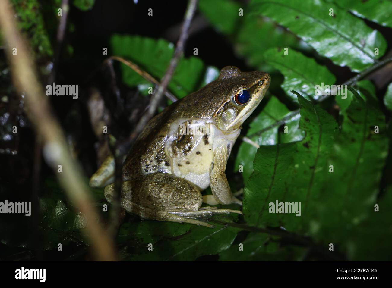 Sylvirana guentheri hi-res stock photography and images - Alamy