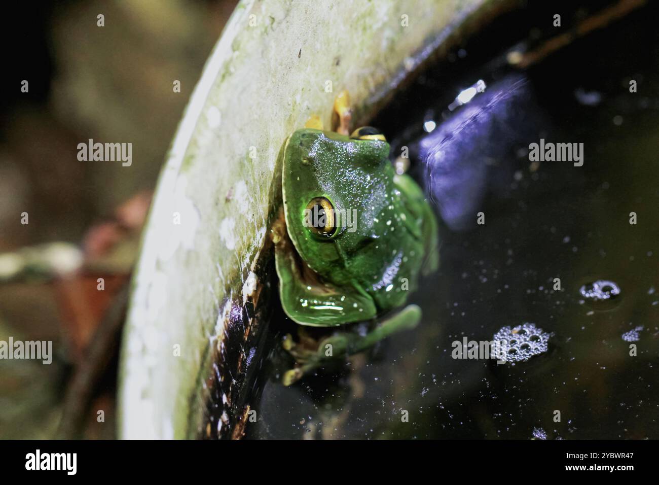 A Taipei tree frog is partially submerged in a water-filled container ...