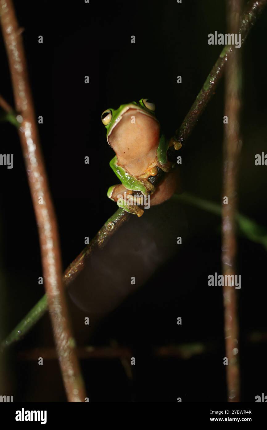 Frog yellow black red belly hi-res stock photography and images - Alamy