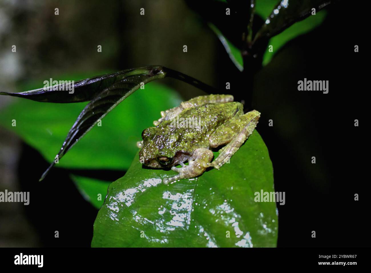 One color frog hi-res stock photography and images - Alamy