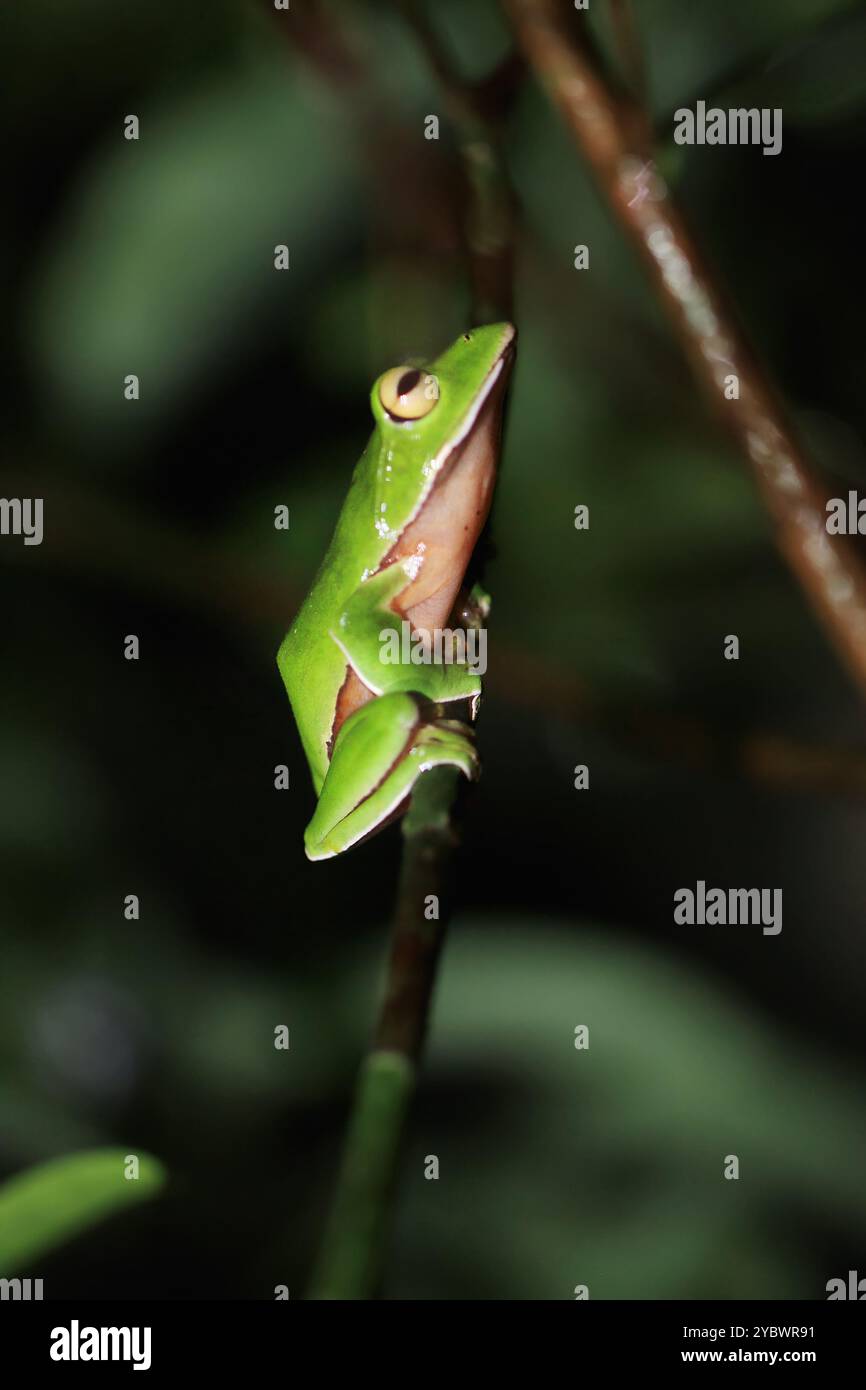 Orange bellied tree frog hi-res stock photography and images - Alamy