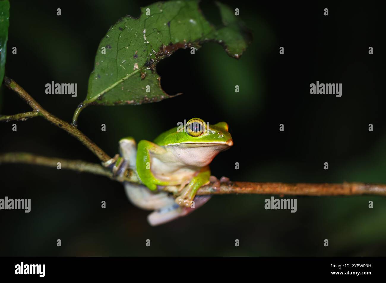 A vibrant emerald tree frog (Zhangixalus prasinatus) perches on a thin ...