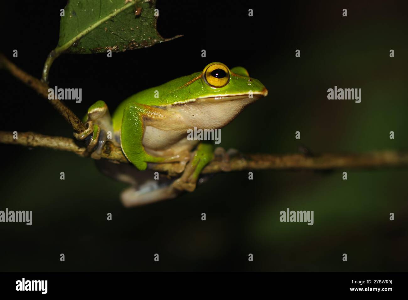 A vibrant emerald tree frog (Zhangixalus prasinatus) perches on a thin ...