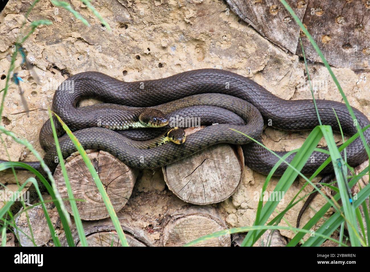 Two Barred grass snakes (Natrix helvetica) warming up in the sun Stock ...