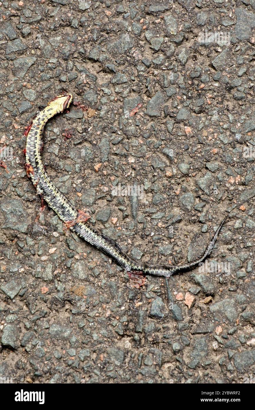 Dead Barred grass snake (Natrix helvetica); road casualty Stock Photo ...