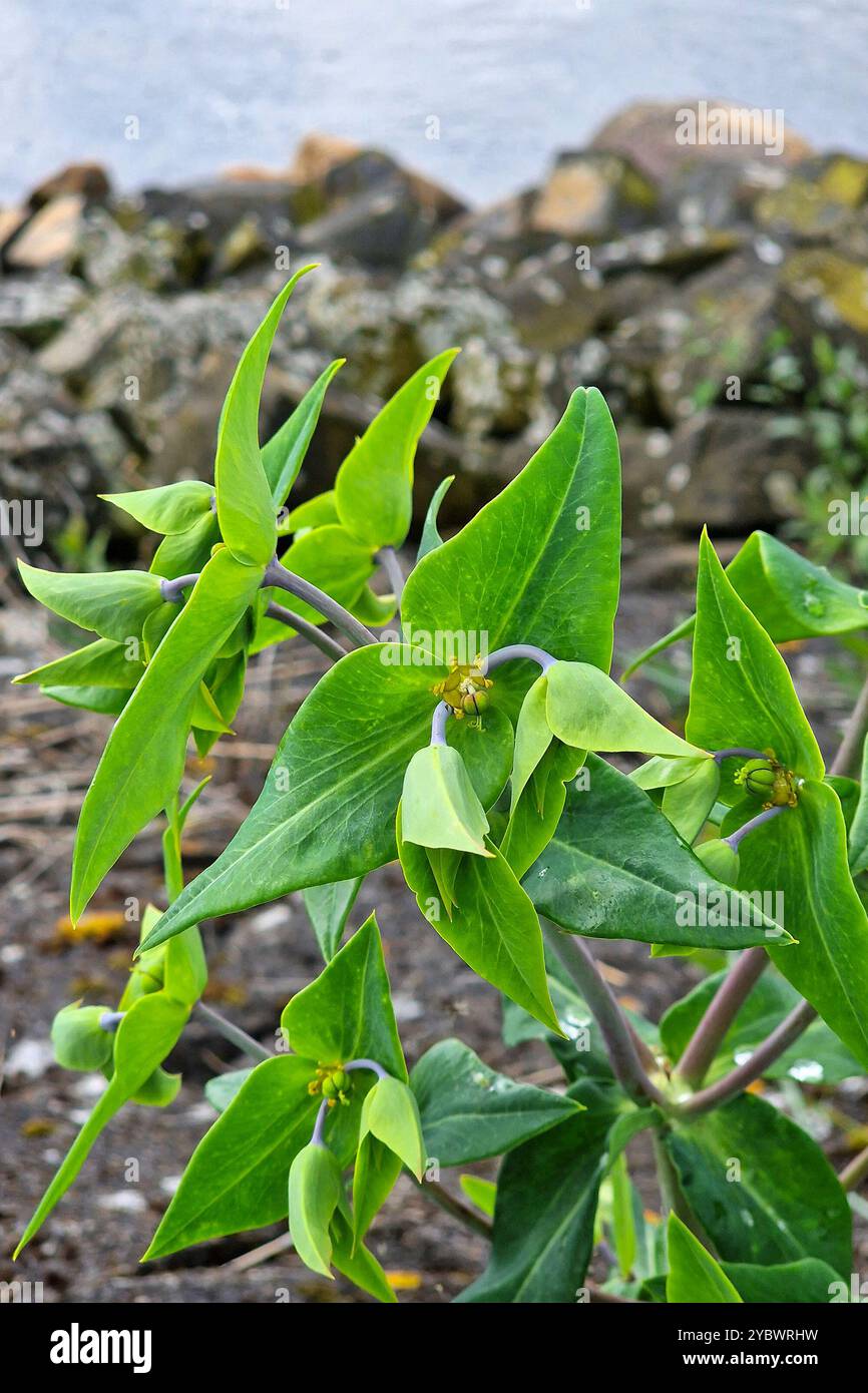 Caper spurge or Paper spurge (Euphorbia lathyris) flowering Stock Photo ...