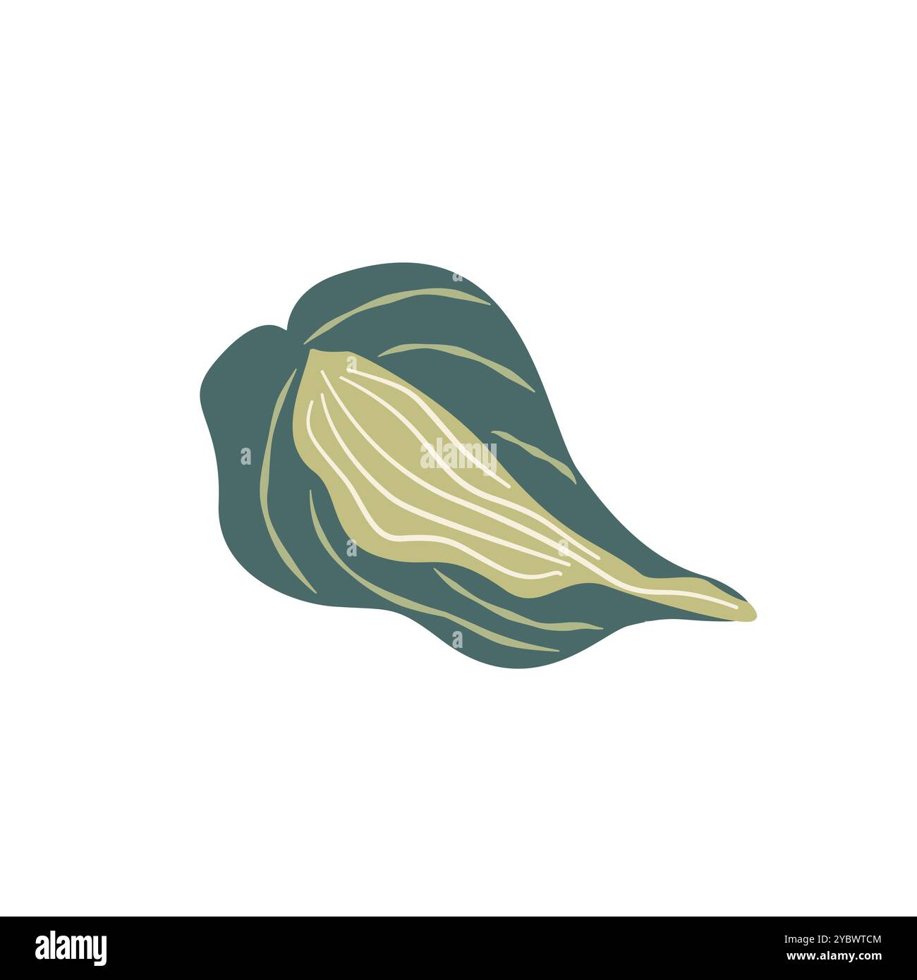 Hosta leaf isolated on white background. Stylized plant. Vector hand ...