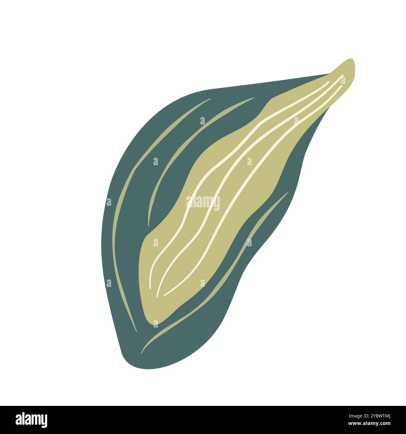 Hosta leaf isolated on white background. Stylized plant. Vector hand ...