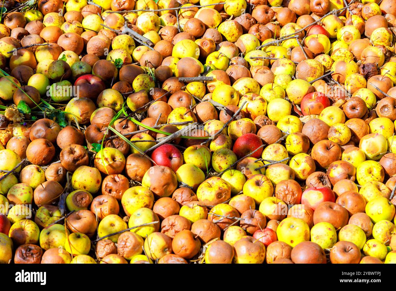 Diseases at garden are infected, apples that fall from trees decay at ...