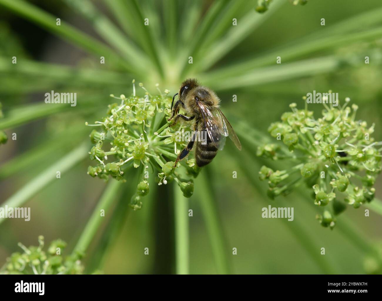 Biene, Apis mellifera, ist ein wichtiges Insekt zur Bestaeubung von Pflanzen und zum Sammeln von ...