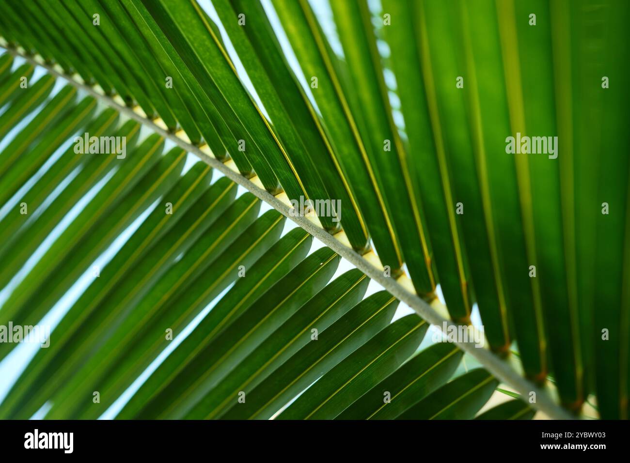 Palm trees vector hi-res stock photography and images - Alamy