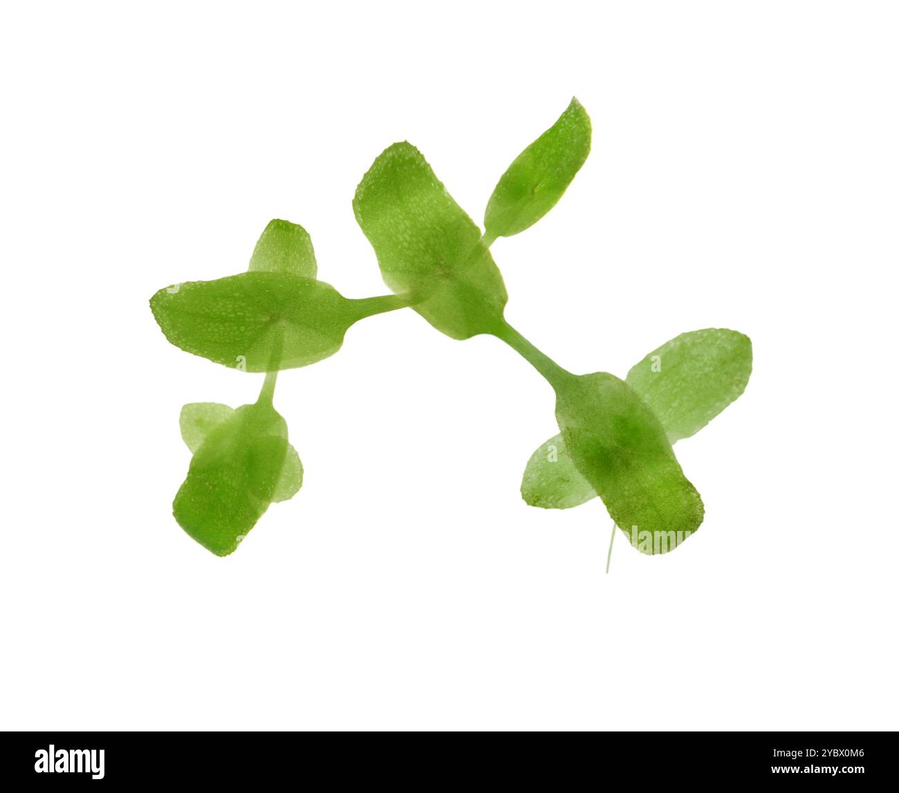 Ivy-leaved Duckweed - Lemna trisulca Stock Photo - Alamy
