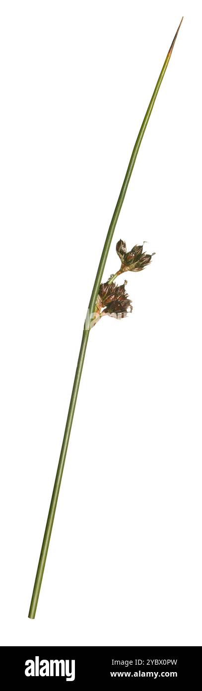 Baltic rush hi-res stock photography and images - Alamy