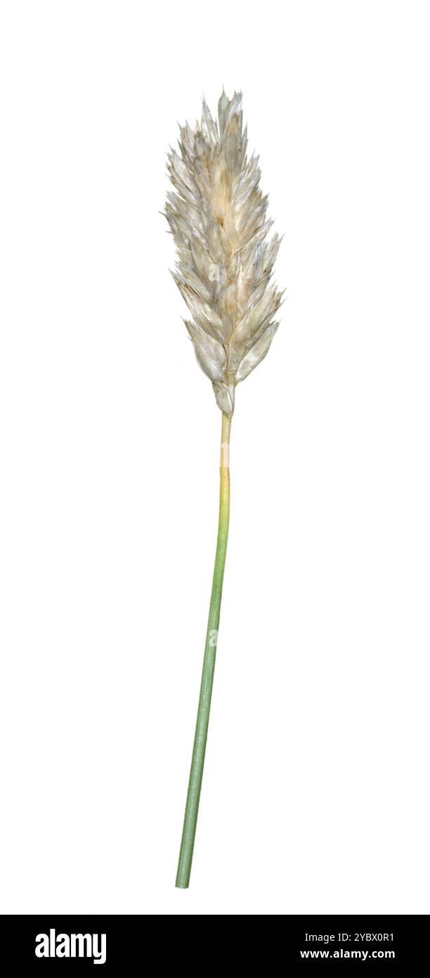 Dry leaves green grass in Cut Out Stock Images & Pictures - Alamy