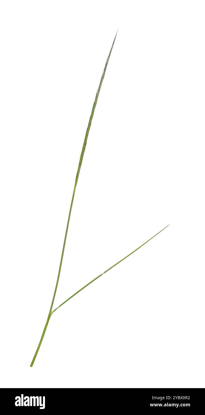 Mat Grass - Nardus stricta Stock Photo - Alamy