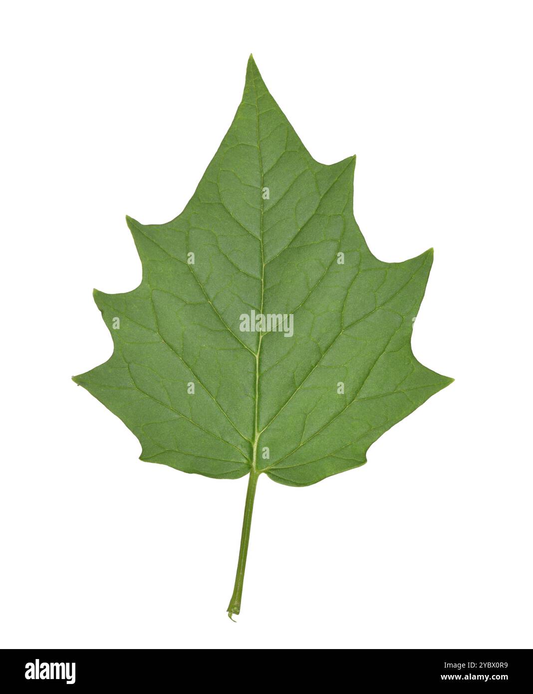 Maple-leaved Goosefoot - Chenopodiastrum hybridum Stock Photo - Alamy