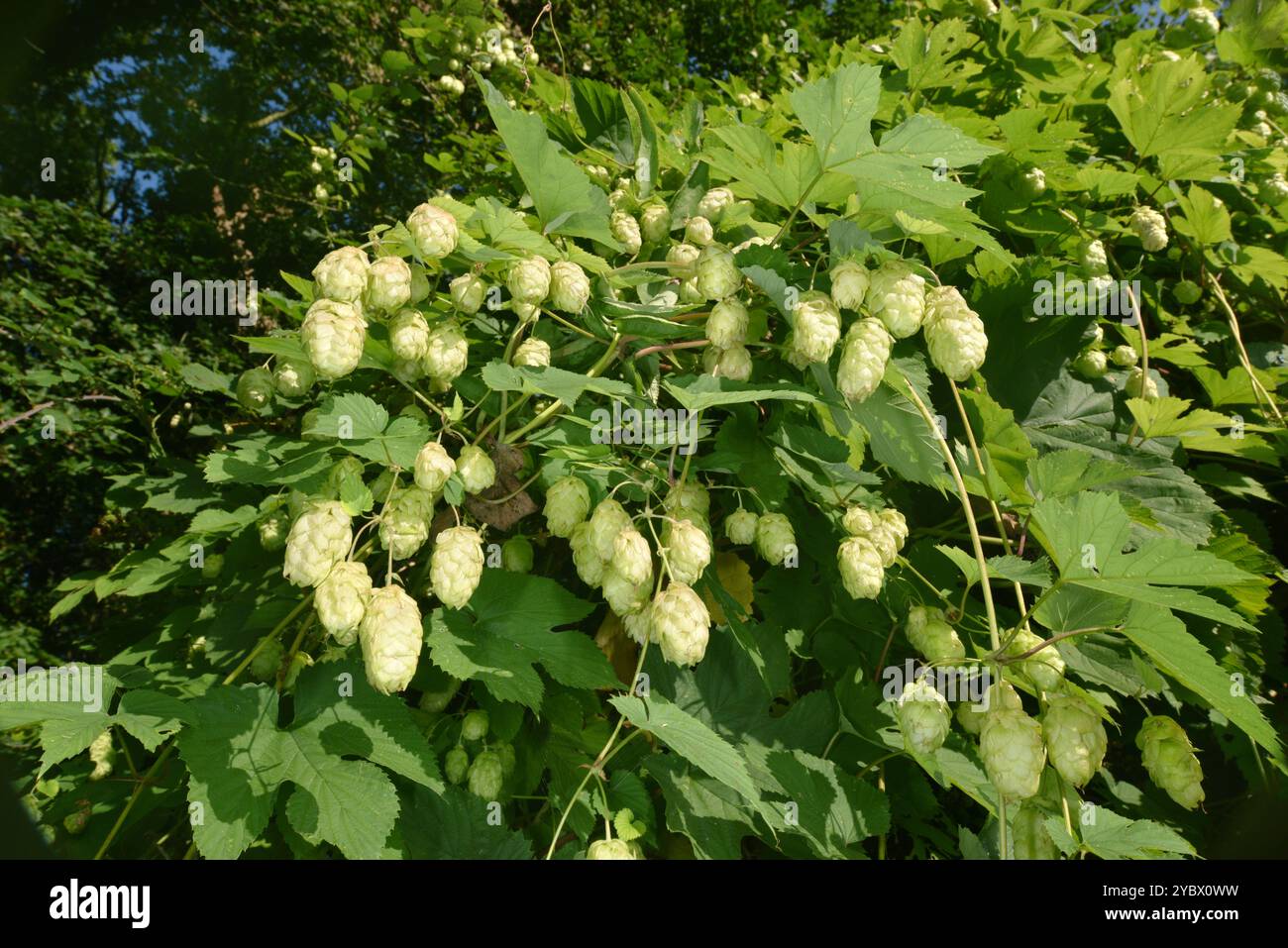 Hop - Humulus lupulus Stock Photo - Alamy
