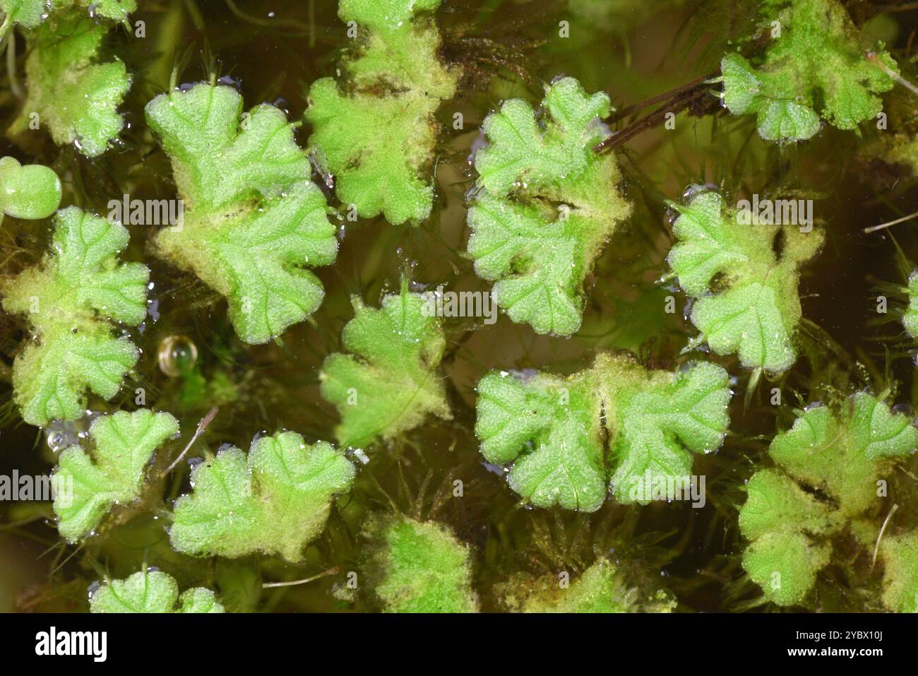 Ricciocarpos natans hi-res stock photography and images - Alamy