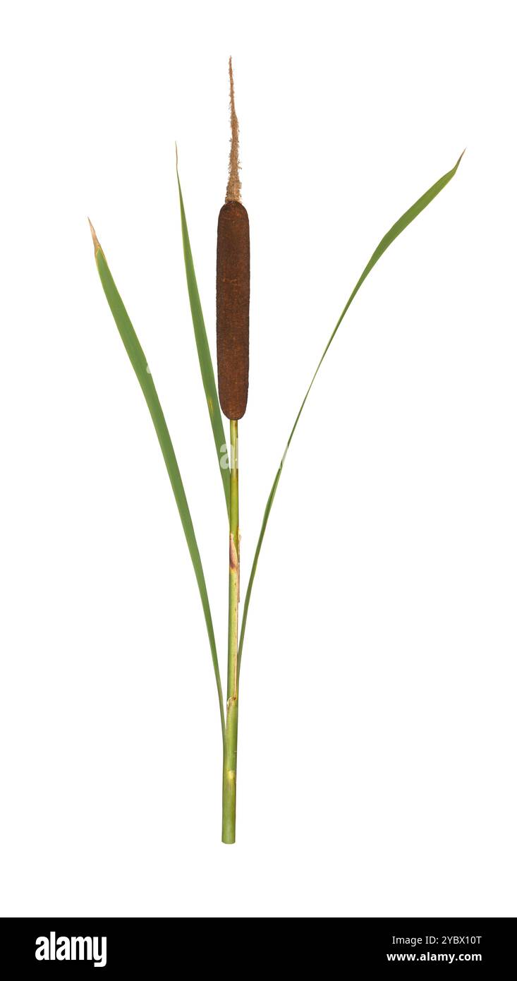 Bulrush plant Cut Out Stock Images & Pictures - Alamy