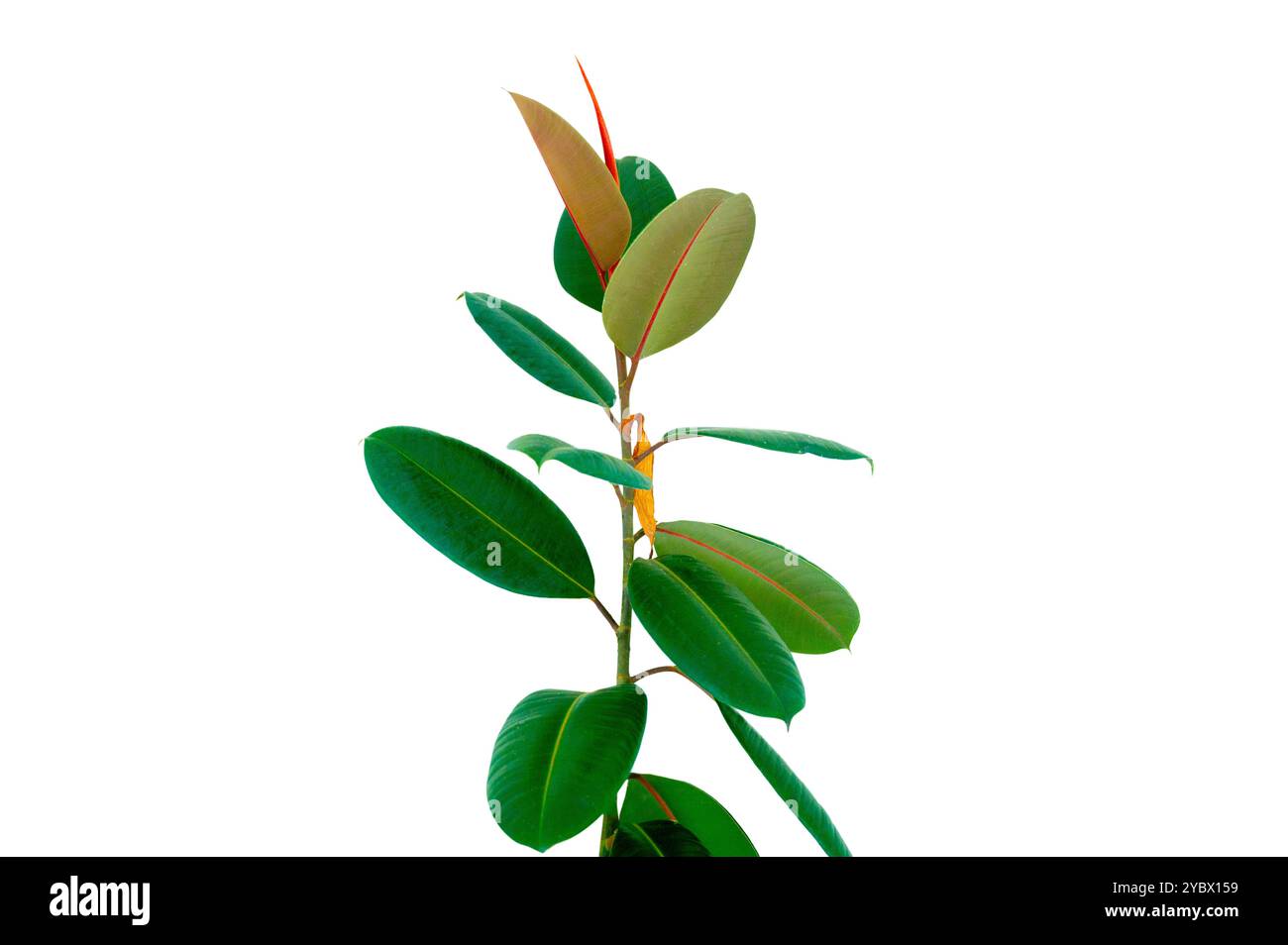 Decora Tree, Indian Rubber Tree, Rubber Plant isolated on white ...