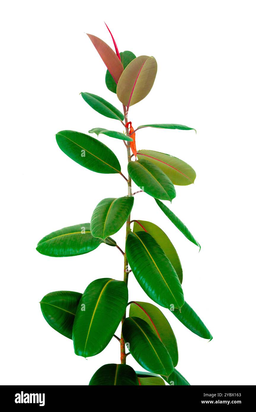 Decora Tree, Indian Rubber Tree, Rubber Plant isolated on white ...