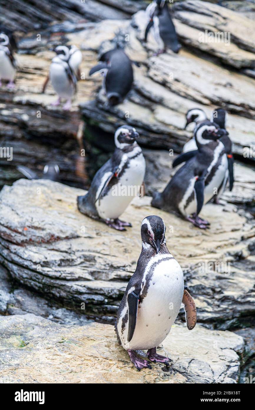 Magellanic penguins roam the rocky terrain of Lisbon Oceanário ...