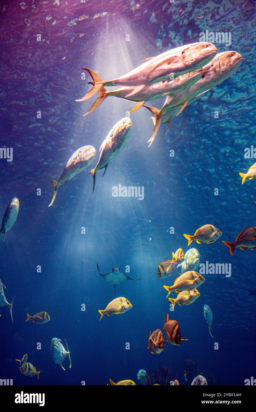 Diverse species of fish swim gracefully in the Lisbon Oceanario's large ...