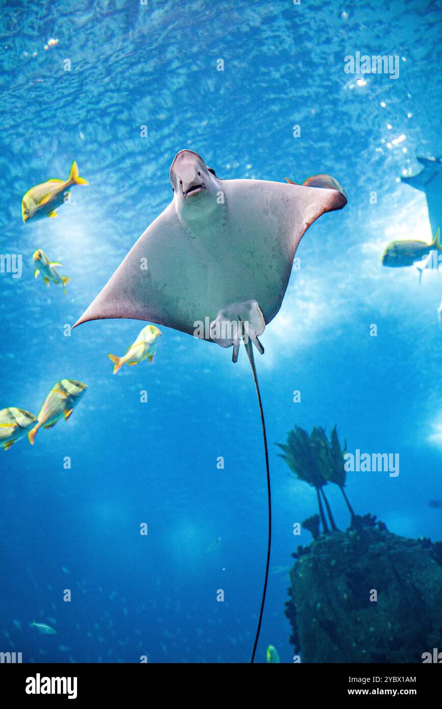 A graceful ray glides through the water at the Lisbon Oceanário ...