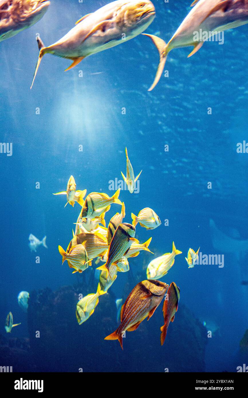 Showcasing various sea creatures hi-res stock photography and images ...