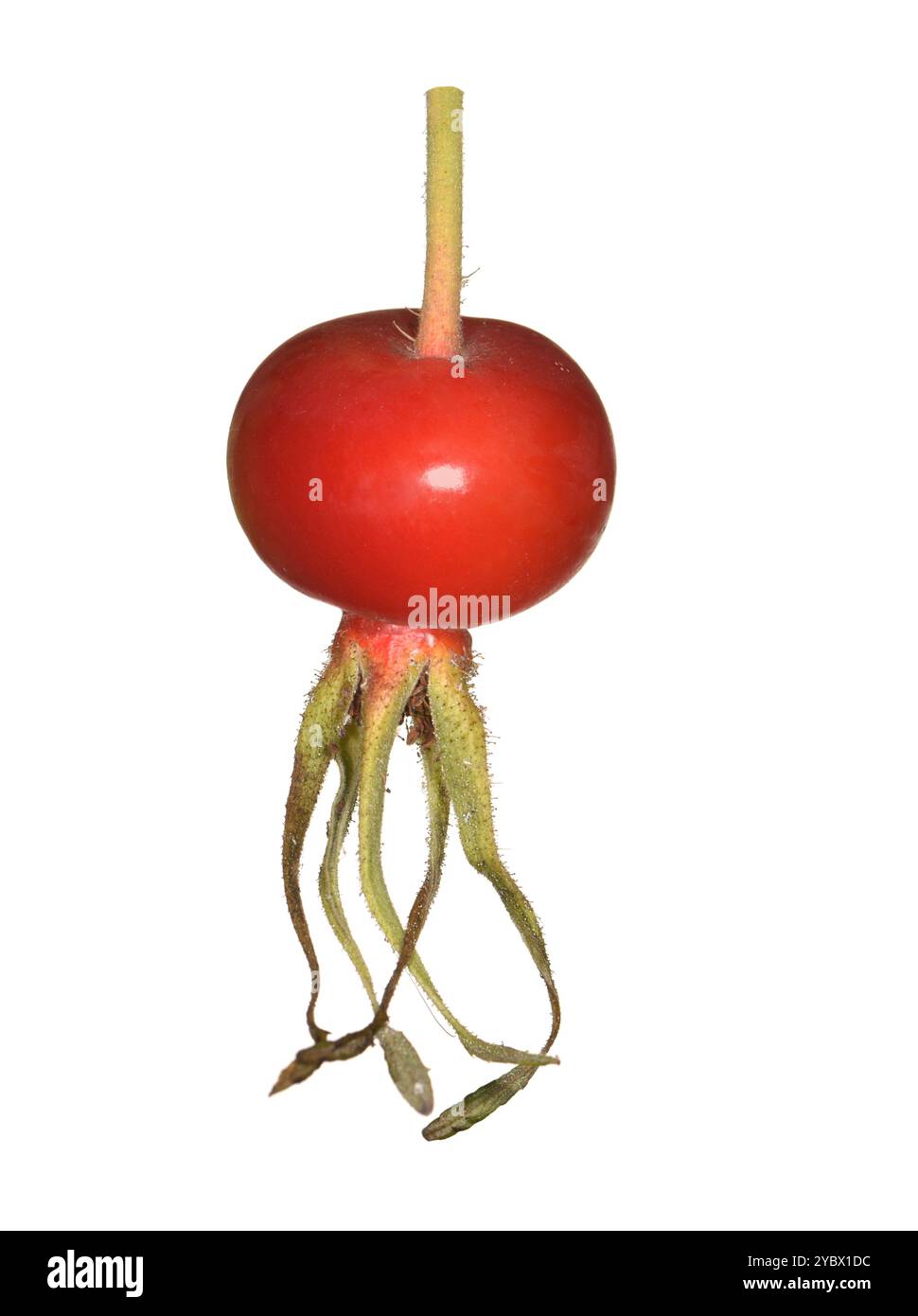 Japanese Rose - Rosa rugosa Stock Photo - Alamy