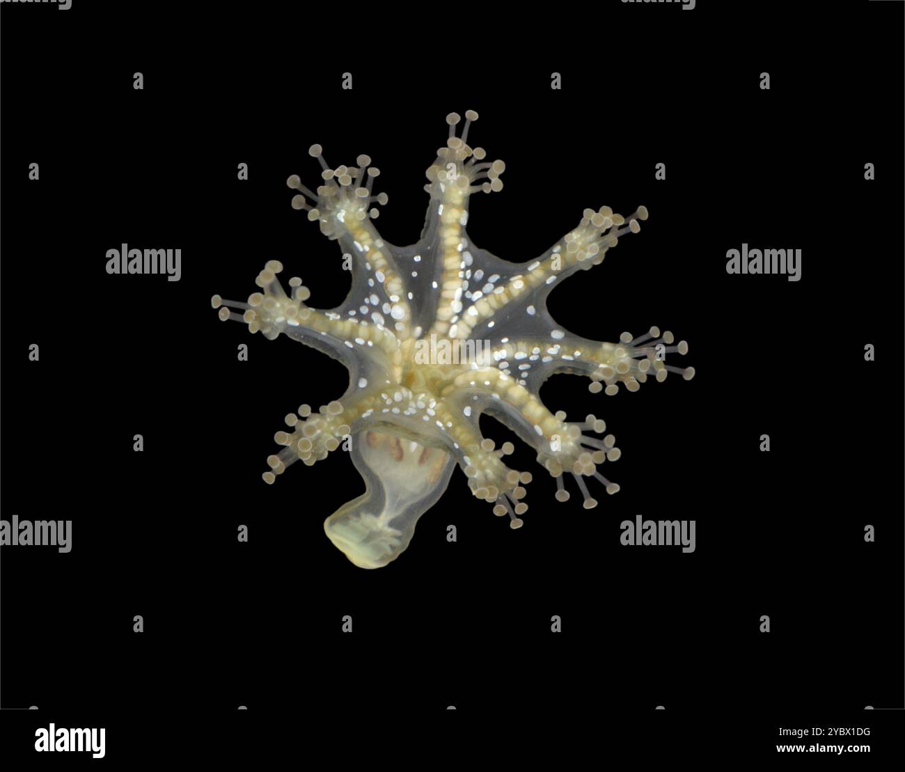 Stalked jellyfish hi-res stock photography and images - Alamy
