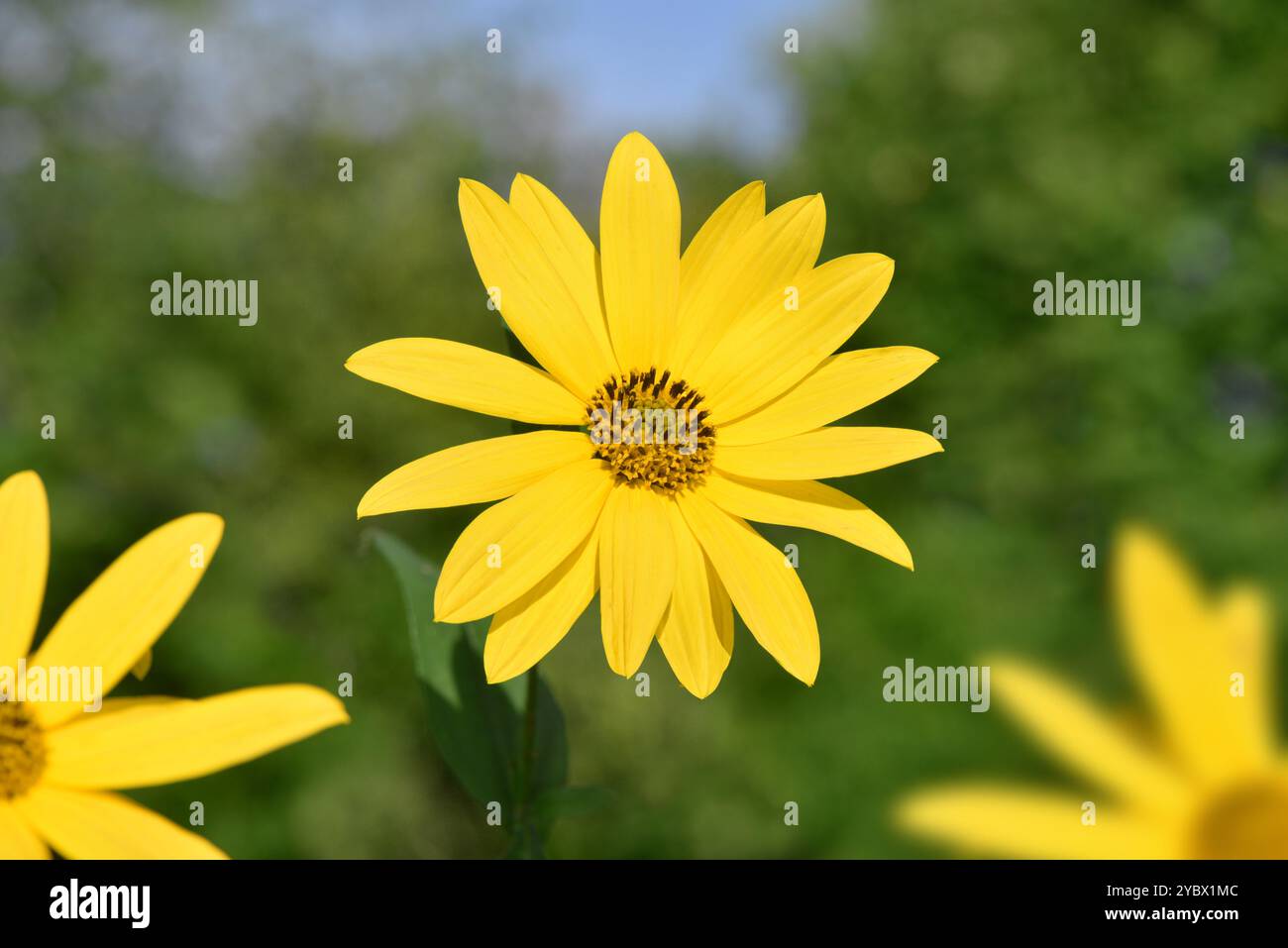 Perennial Sunflower - Helianthus x laetiflorus Stock Photo - Alamy
