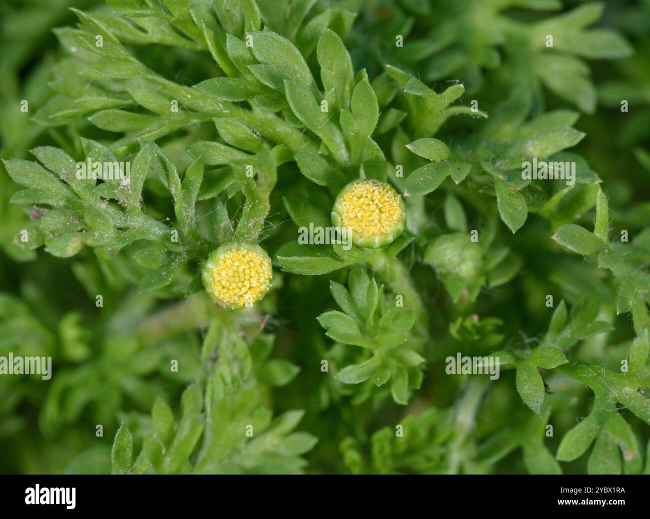 Annual Buttonweed - Cotula australis Stock Photo - Alamy