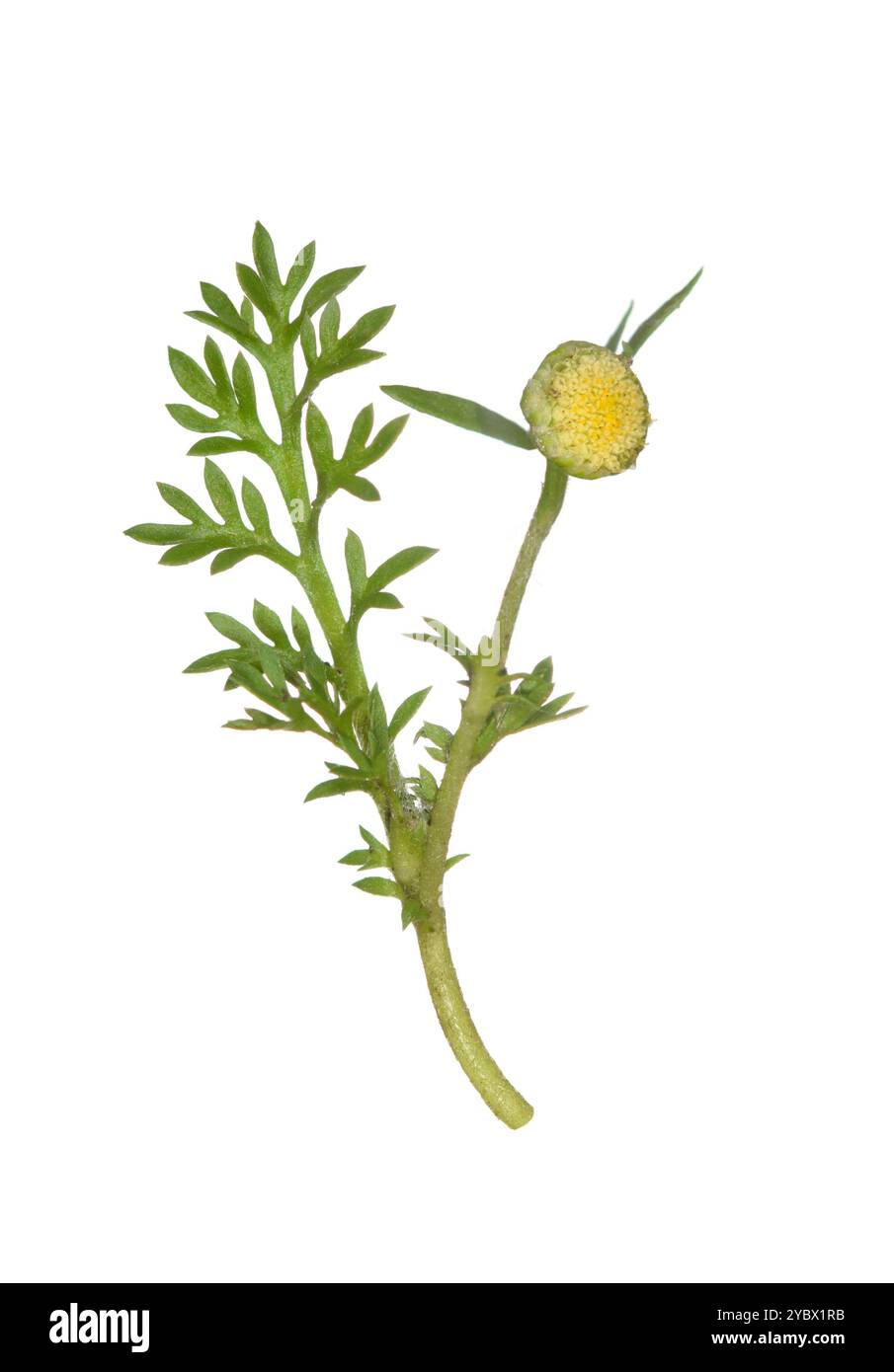 Annual Buttonweed - Cotula australis Stock Photo - Alamy