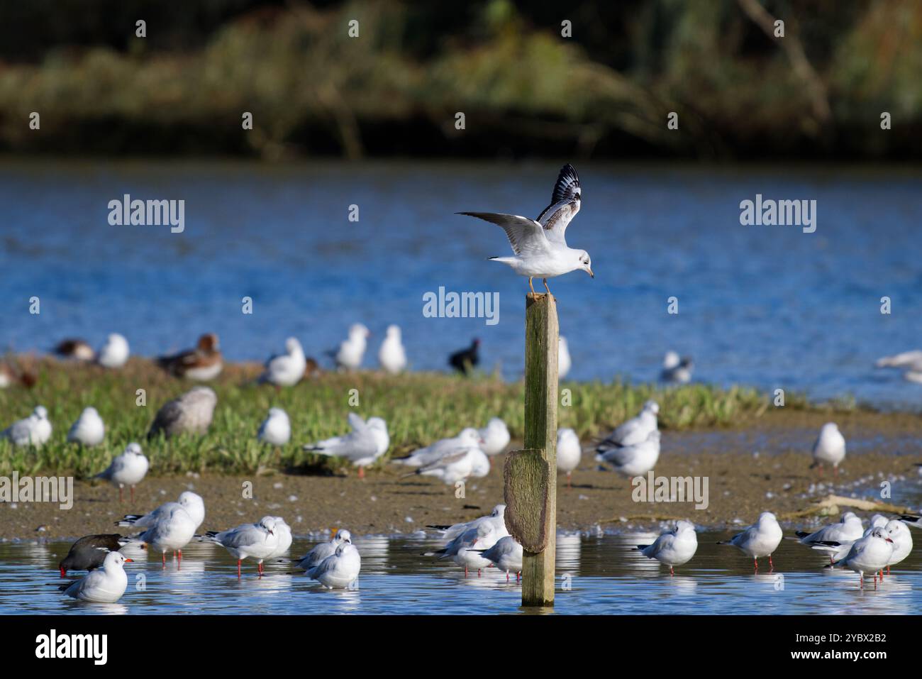 A group of gulls along the shoreline of a pond. There are various ...