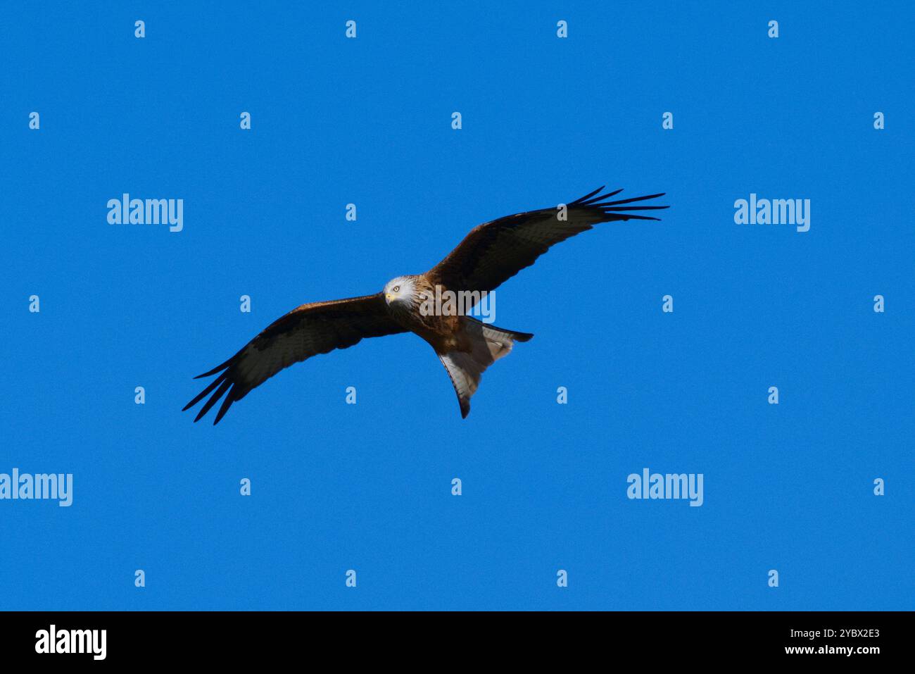 Red Kite flying with the blue sky in the background Stock Photo - Alamy