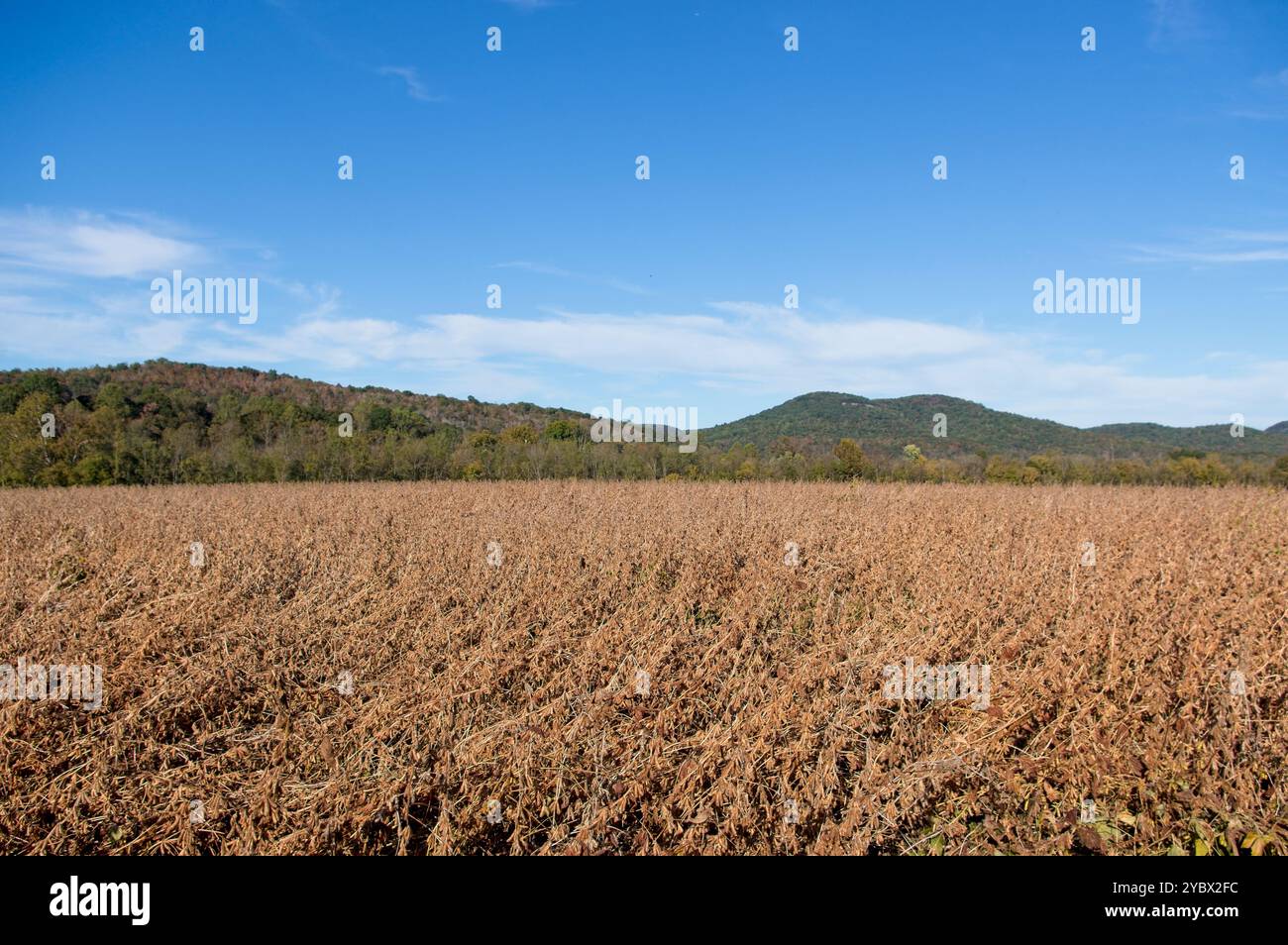 Serene landscape rolling crop hi-res stock photography and images - Alamy