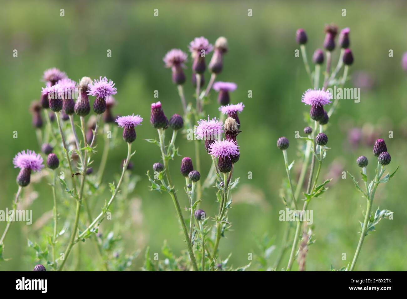 Creeping thistle cirsium arvense leaves hi-res stock photography and ...