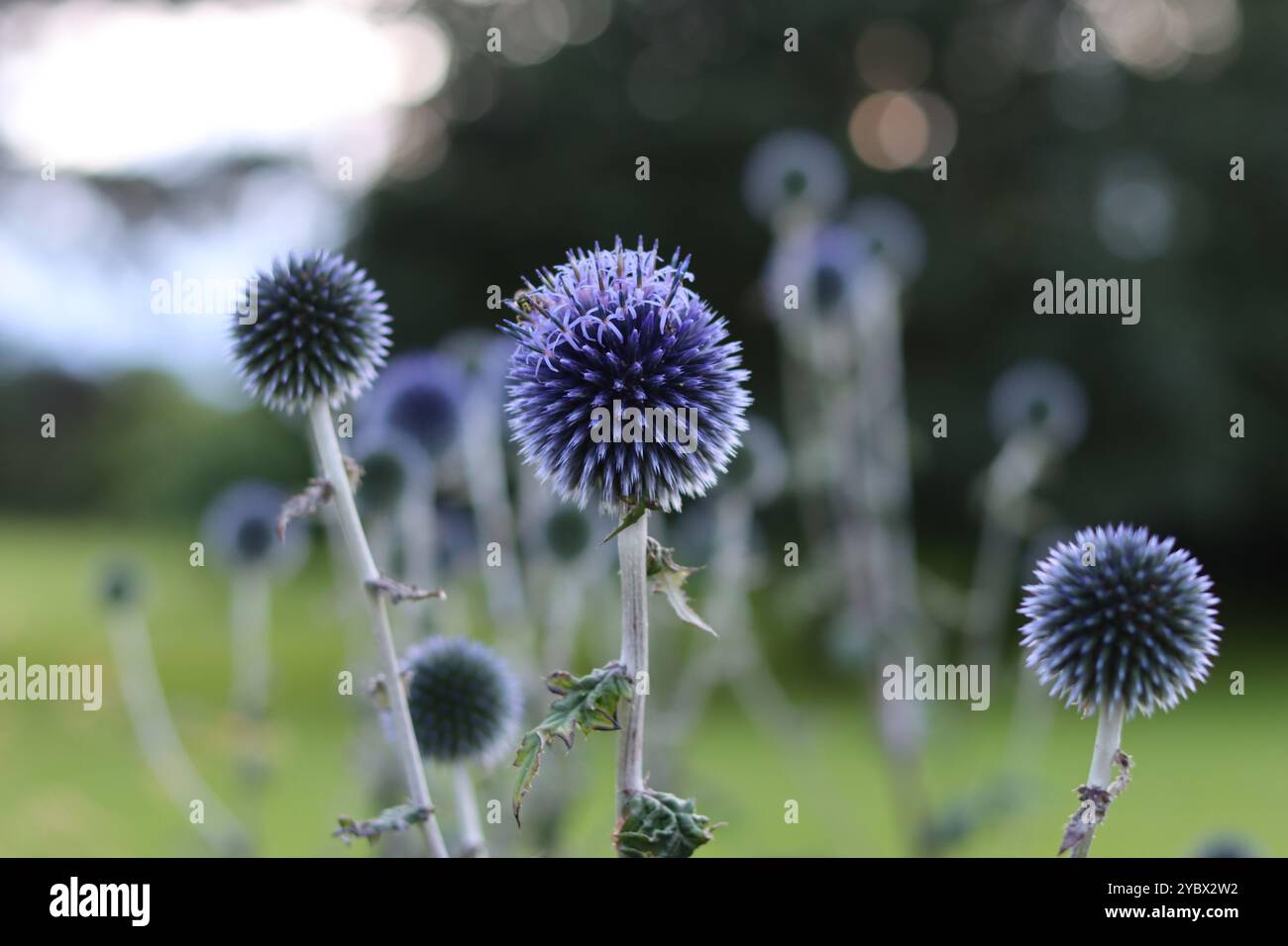 Thistles structure hi-res stock photography and images - Alamy