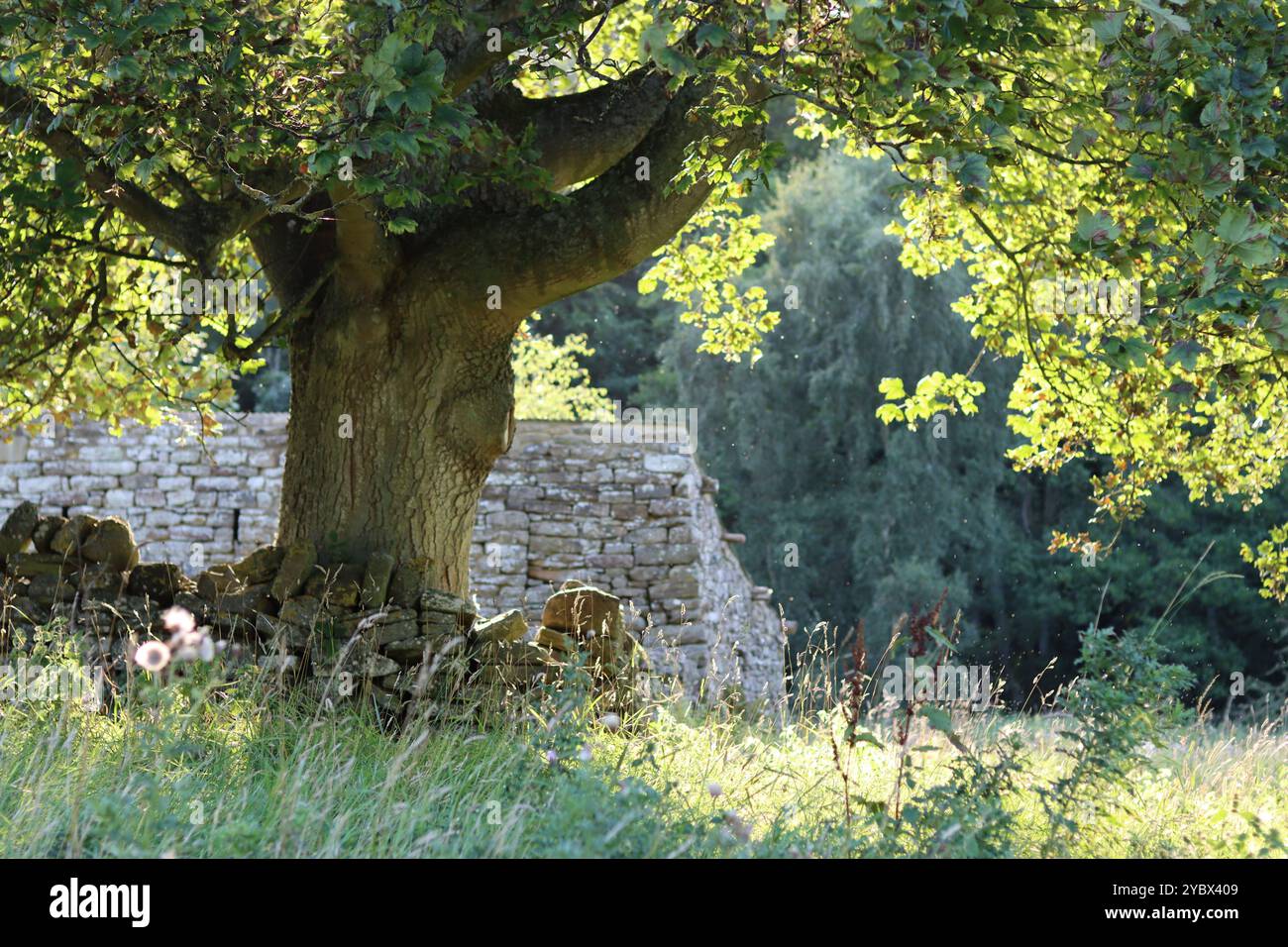 Sycamore tree and barn hi-res stock photography and images - Alamy