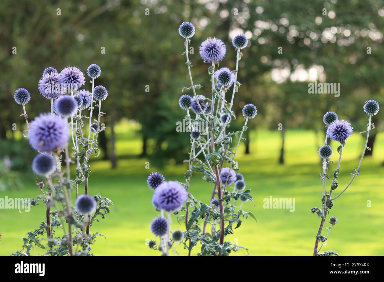 Thistles structure hi-res stock photography and images - Alamy