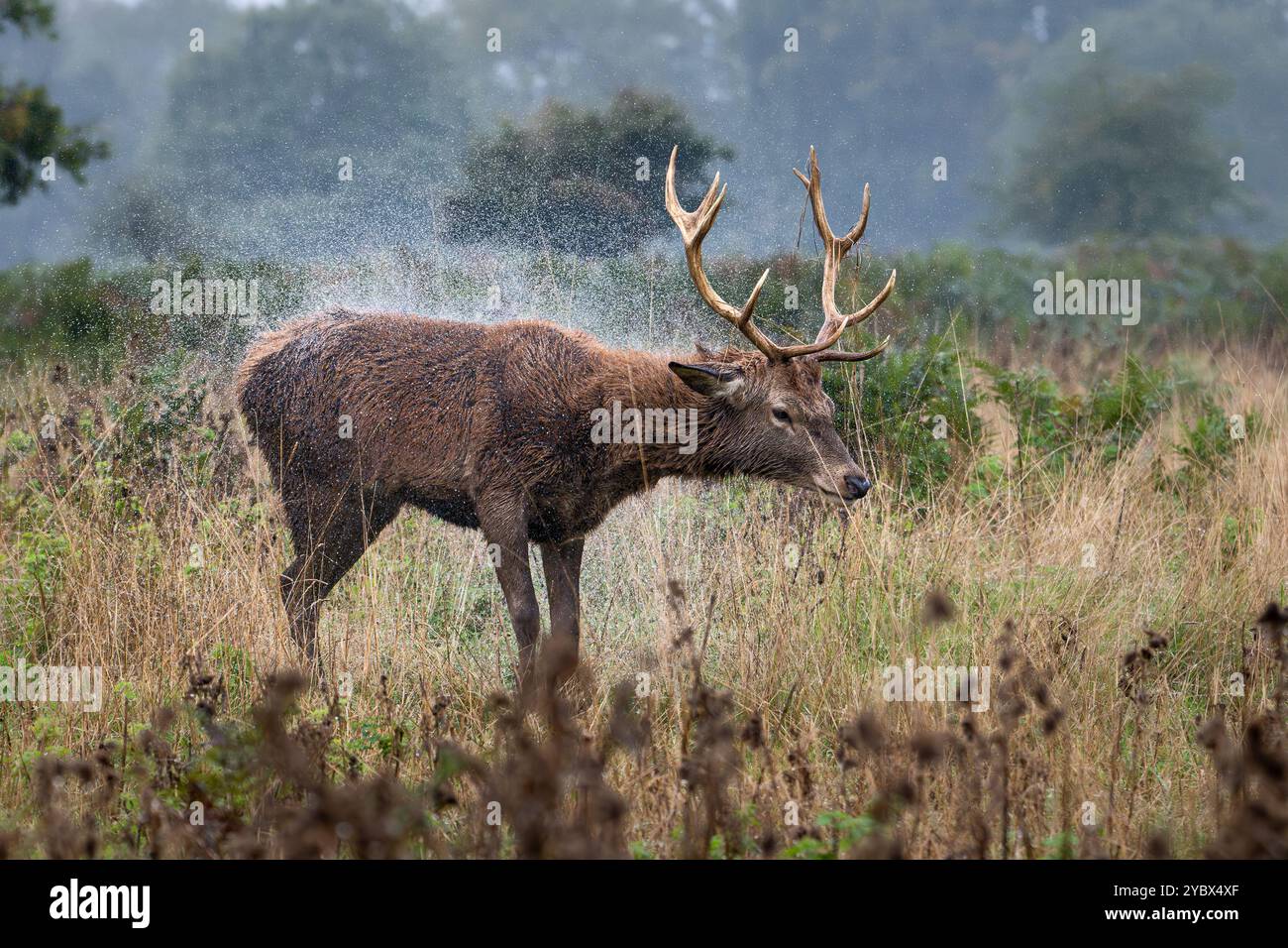 Red Deer Stag Shaking off Rain Water, Bushy Park, London Stock Photo ...