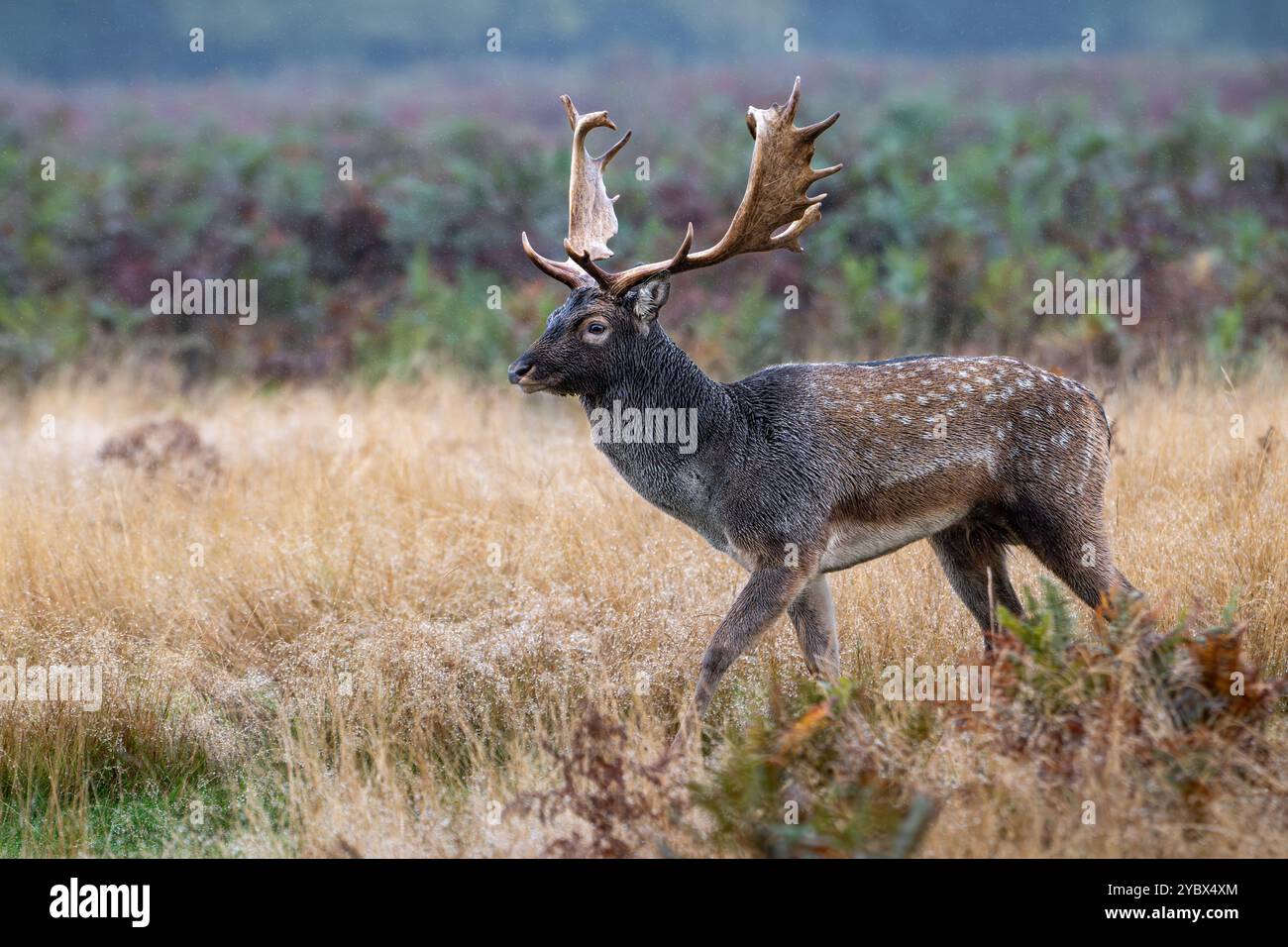 Fallow Deer Stag - Dama dama - Bushy Park, London Stock Photo - Alamy