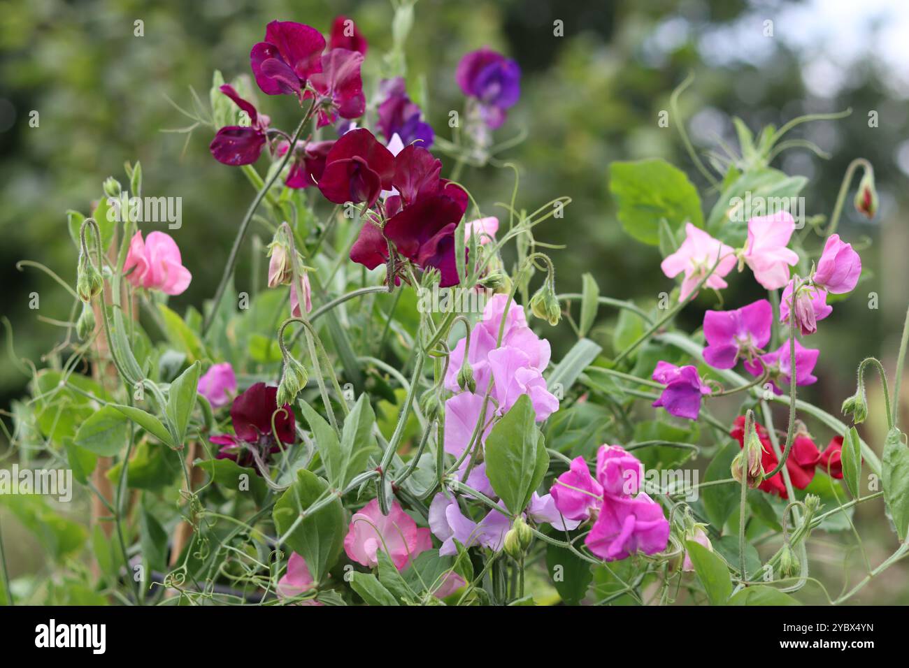Garden peas close up hi-res stock photography and images - Alamy